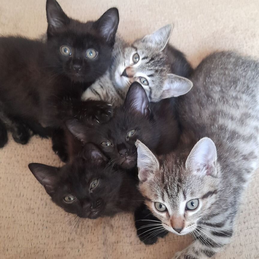 Котята в добрые руки