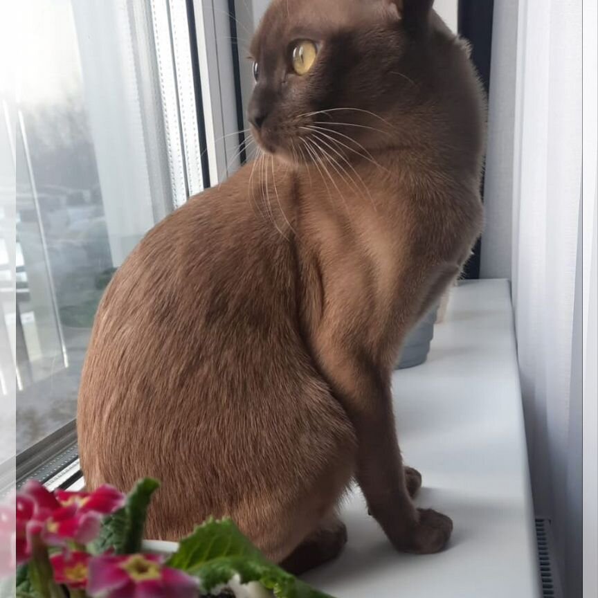 Европейский бурманский котёнок