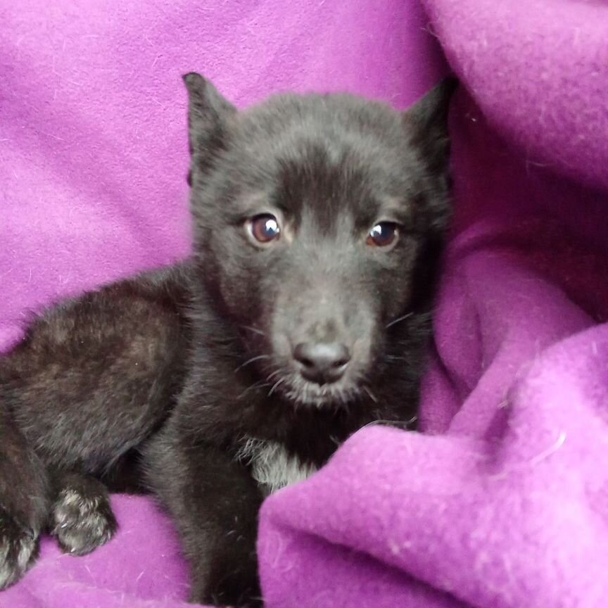 Щенок в добрые руки