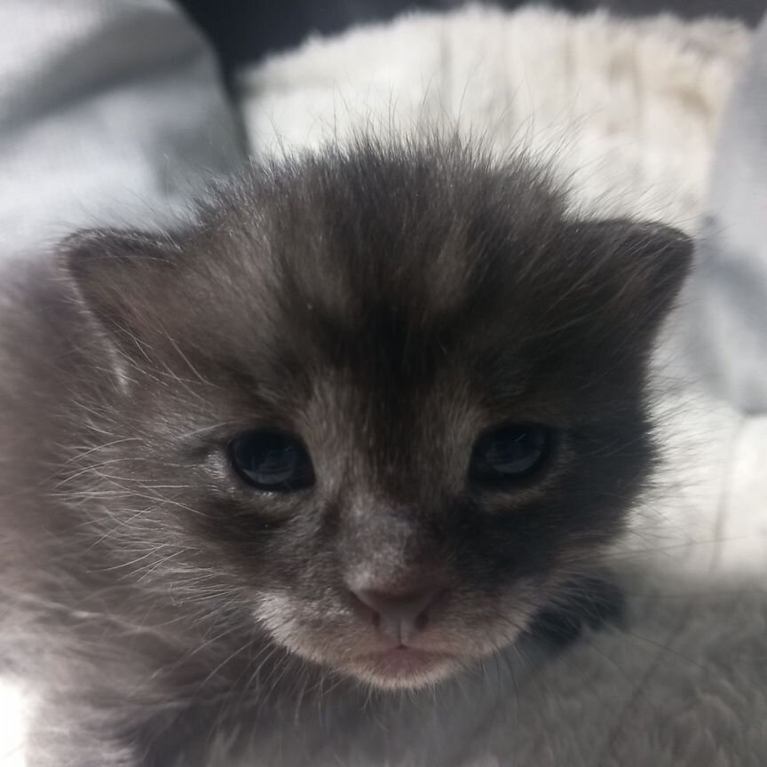 Кошка в дар бесплатно