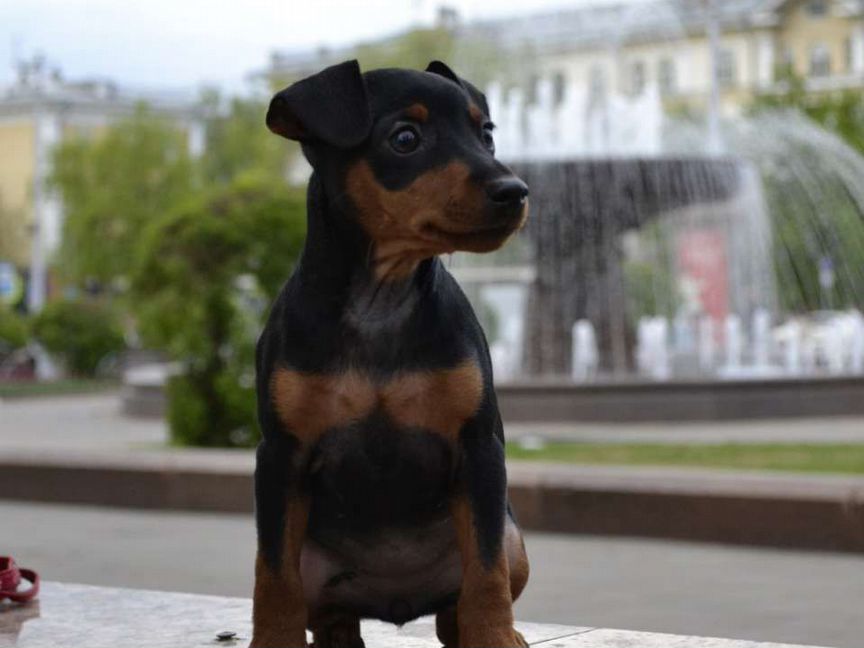 Щенки цвергпинчера