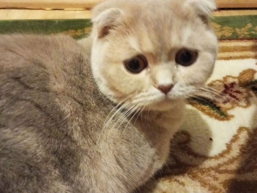 Шотландская вислоухая кошка золотая шиншилла