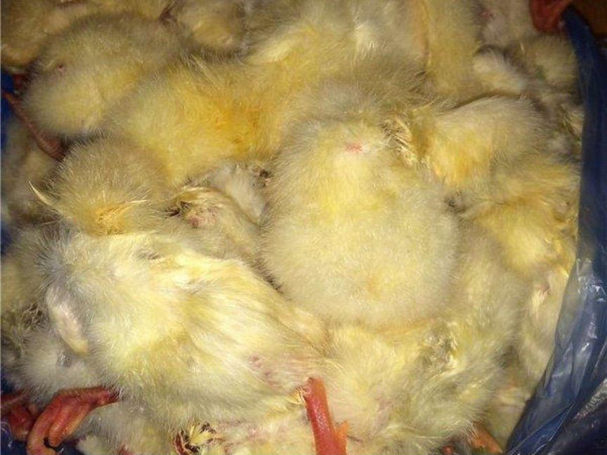 Цыплята суточные замороженные на корм животным