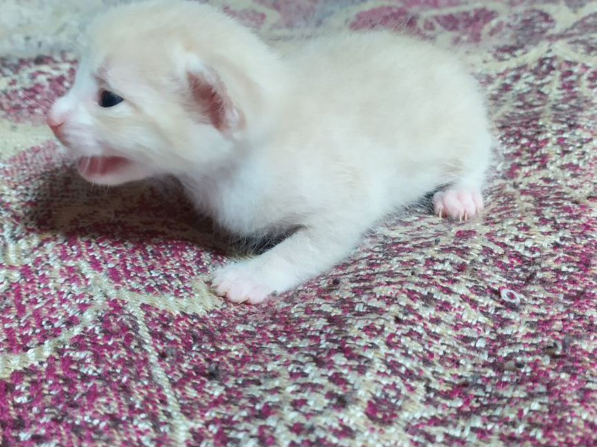 Котёнок девочка,домашняя ищет семью