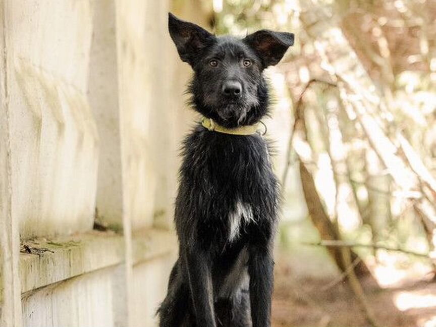Высокий бородатик Брэд в добрые руки