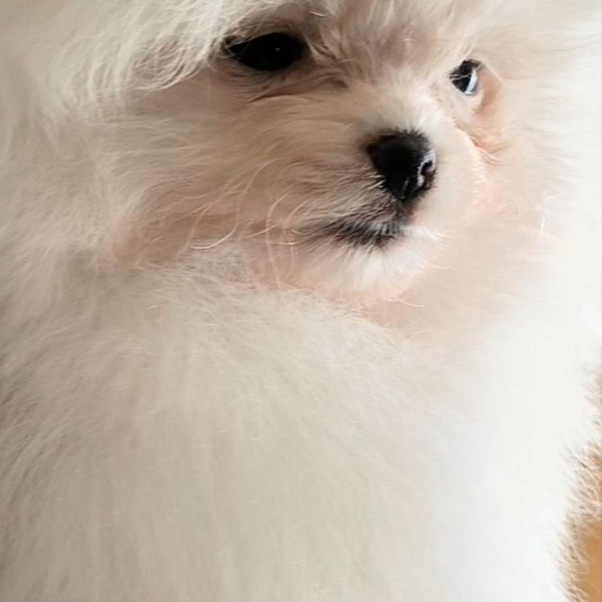 Померанский шпиц мини