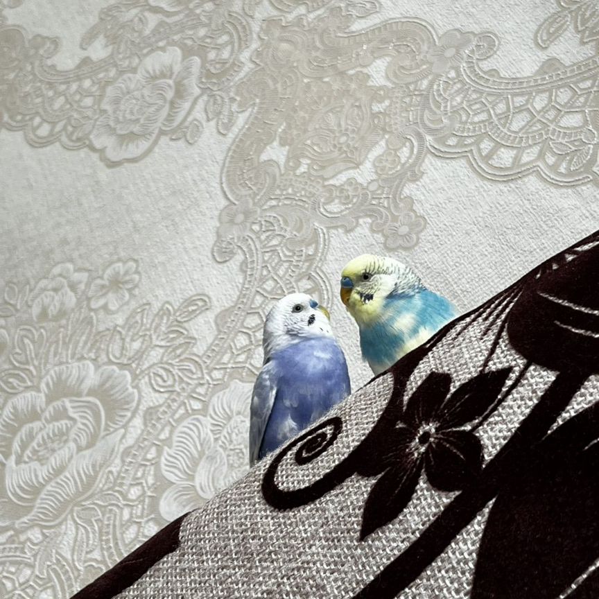 Волнистый попугай с клеткой