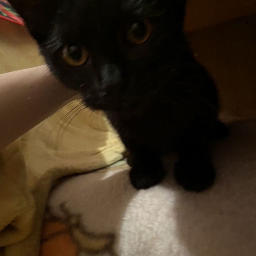 Котик черныш