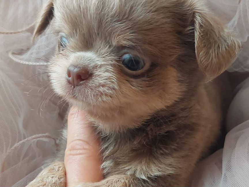 Малыш изабеллового окраса