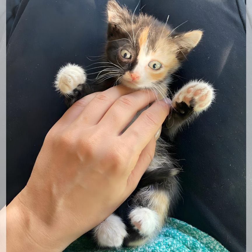 Отдам котят кошек спакойные милые красивые