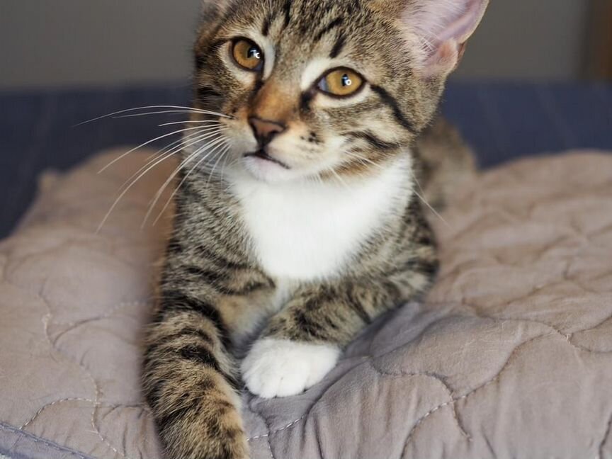 Котенок ищет дом