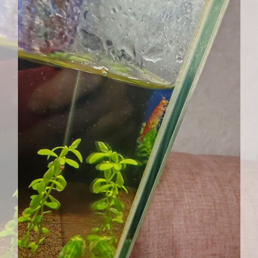 Креветки вишни