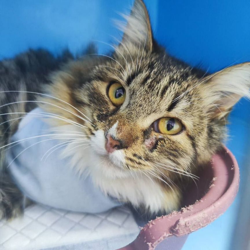 Варенька ласковая такая