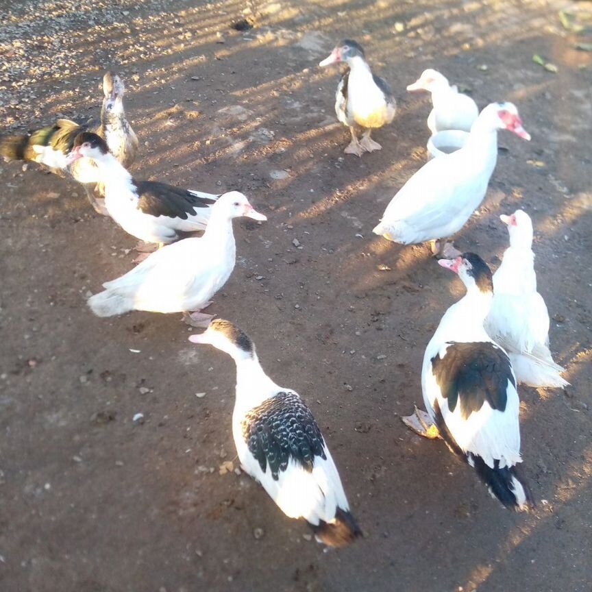 Мускусные утки