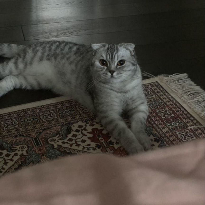 Шотландская вислоухая кошка бесплатно