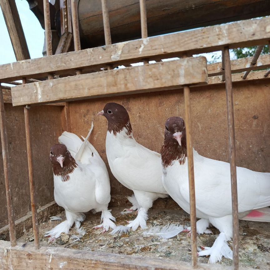 Продажа голубей