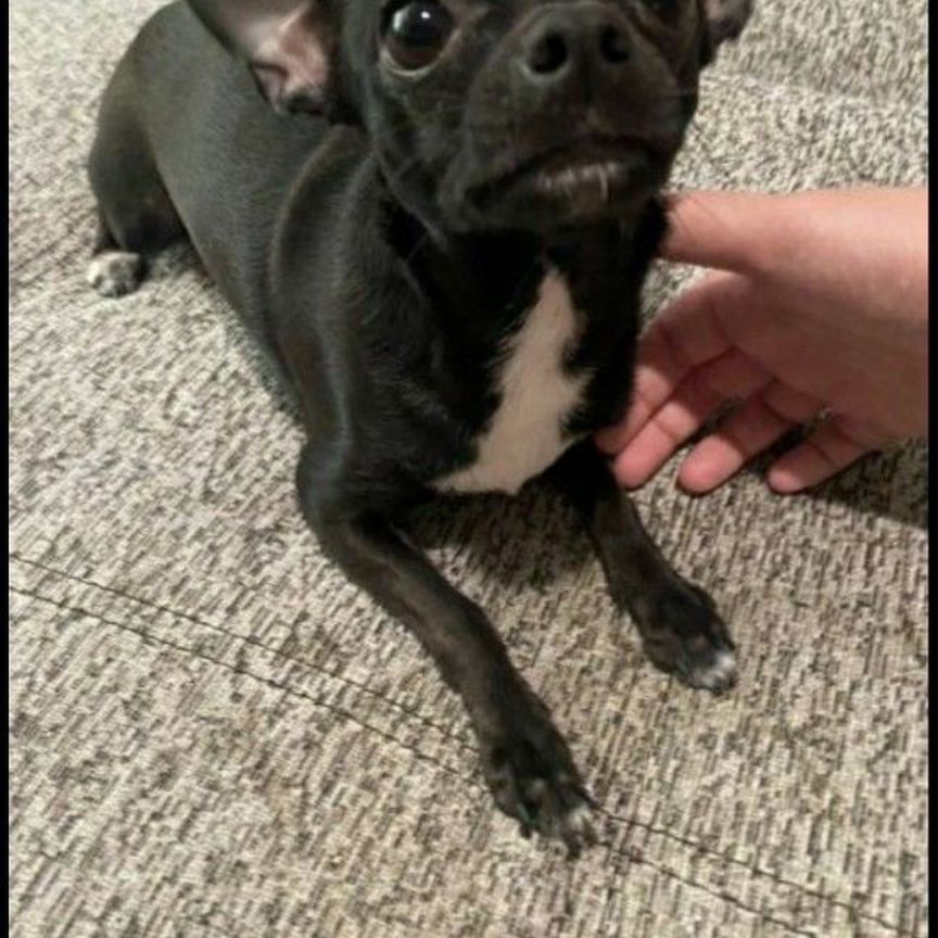 Отдам за.2 кобелей чихуахуа