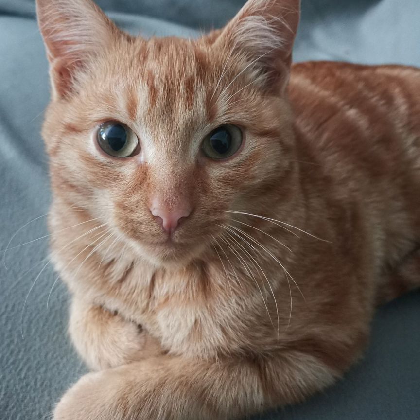 Котёнок в добрые руки (мальчик)