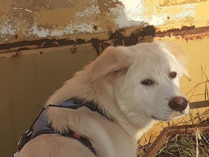 Собака в добрые руки