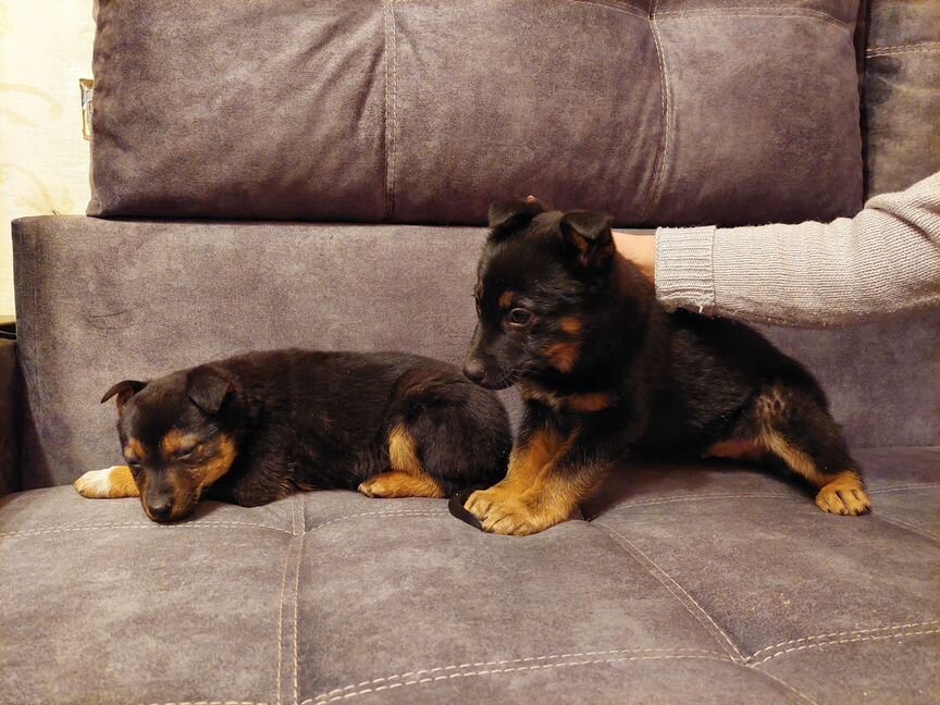 Щенята 2 мес в добрые руки