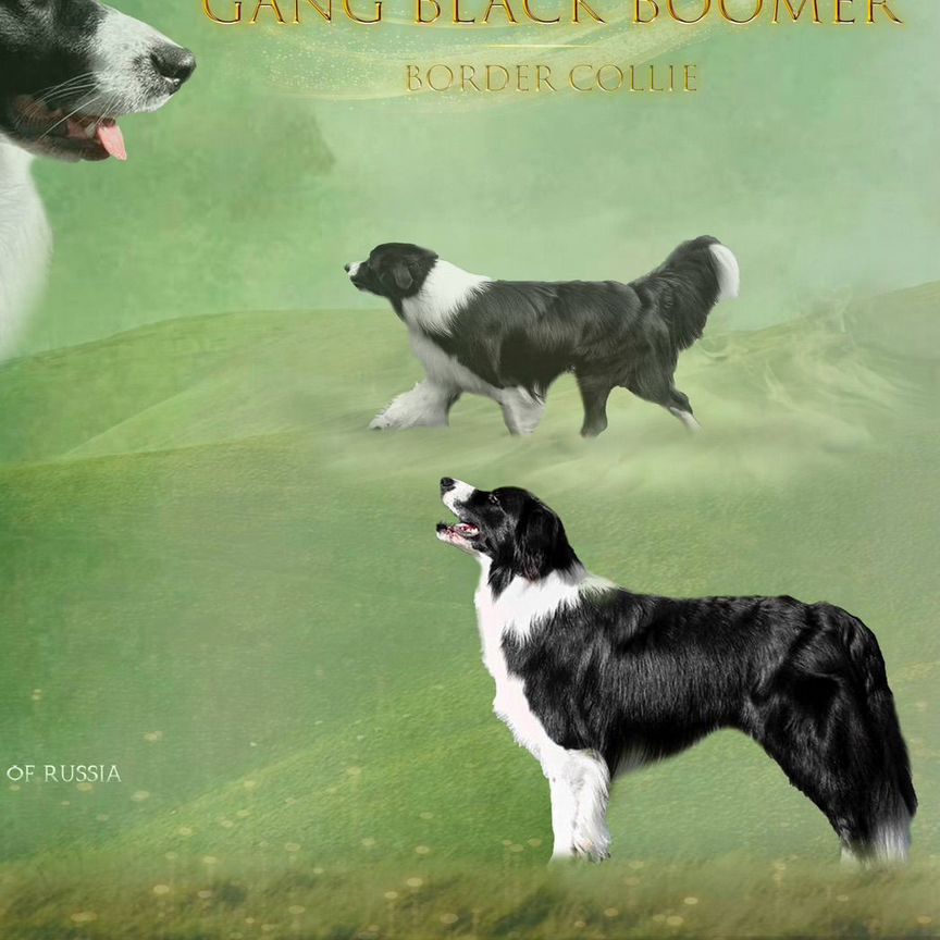 Бордер-колли, вязка