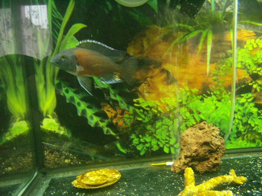 Аквариумные рыбки