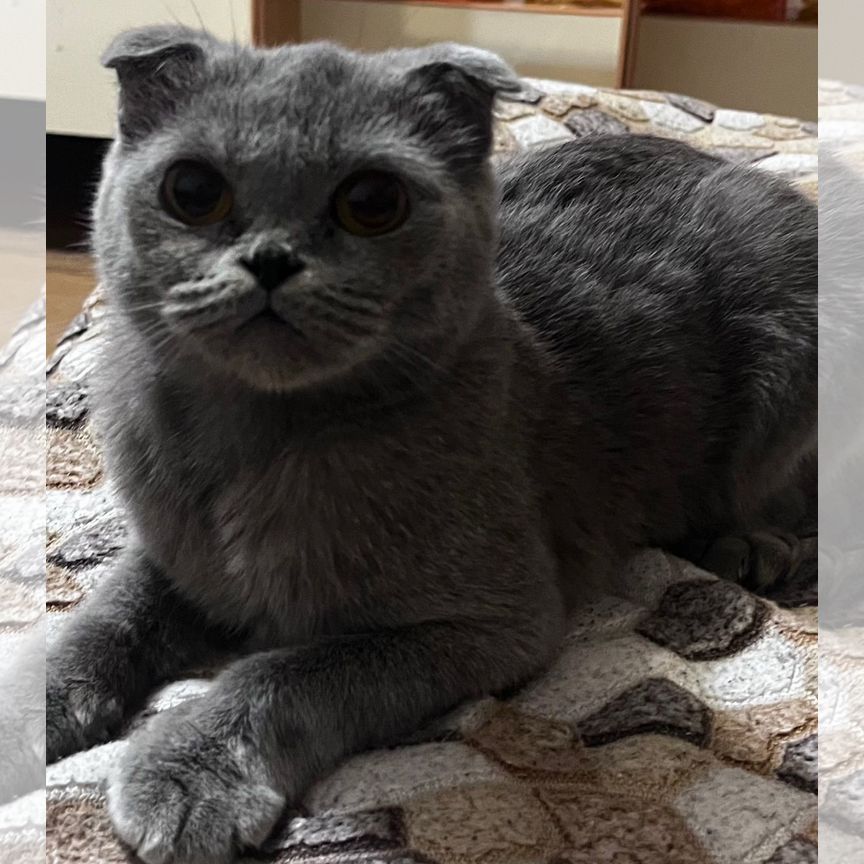 Шотландская вислоухая короткошёрстная, взрослая кошка