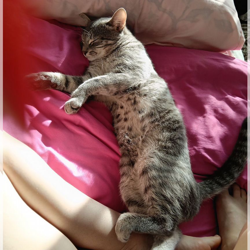 Сибирский котёнок