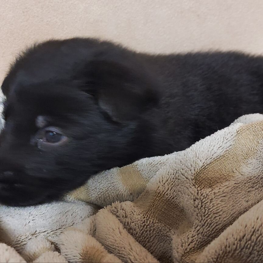 Черная немецкая овчарка