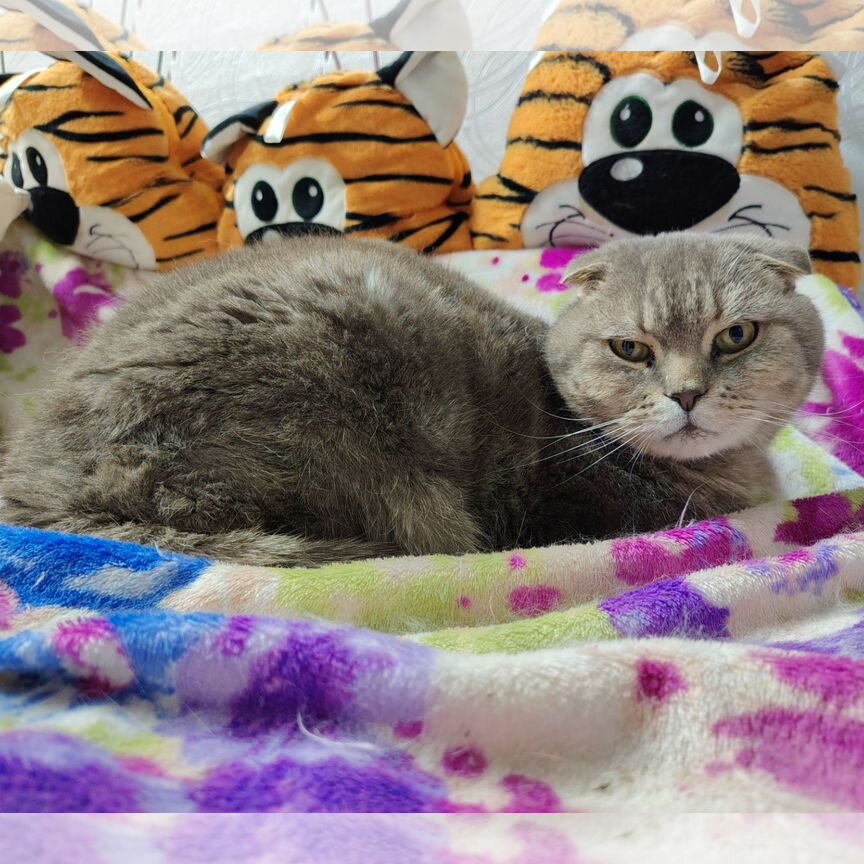 Шотландская вислоухая короткошёрстная, взрослая кошка