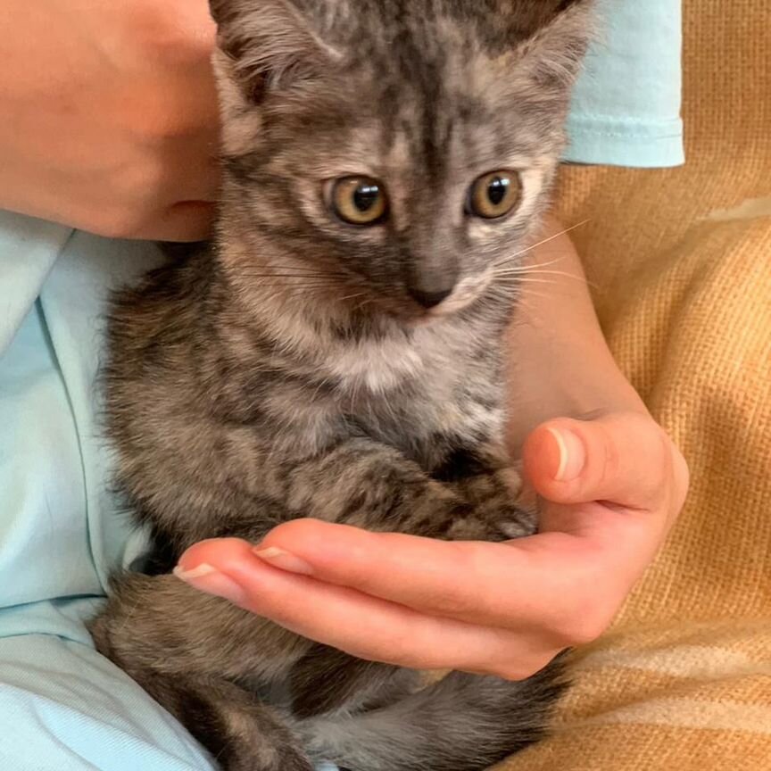 Лапушка котенок. В дар