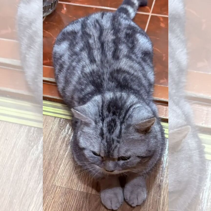 Шотландский прямоухий короткошёрстный, взрослый кот