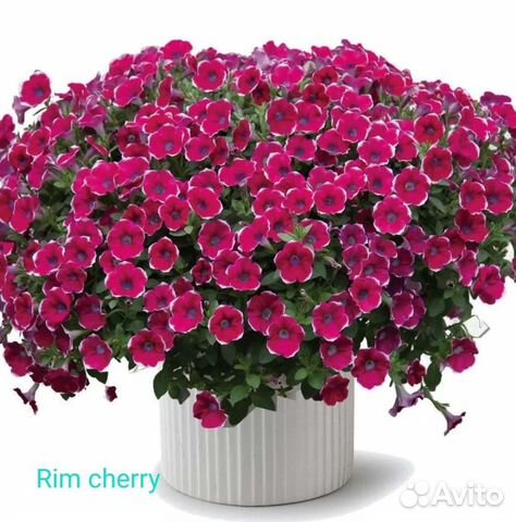 Петуния Cascadias Rim Cherry купить в Москве | Товары для дома и дачи ...