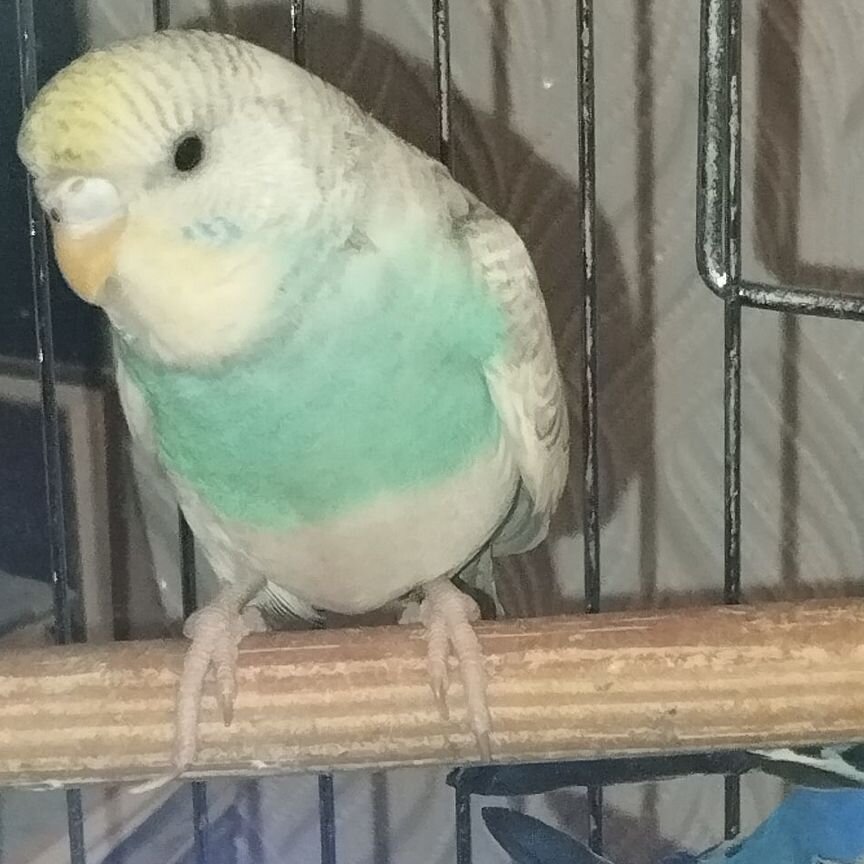 Волнистый попугай самка