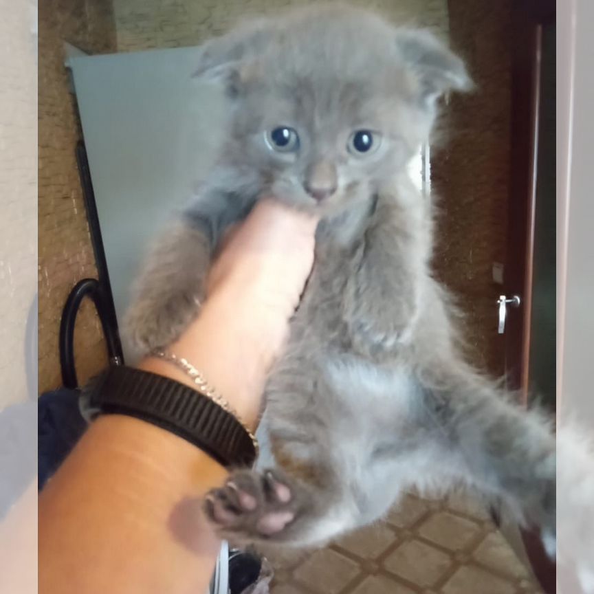 Отдам бесплатно котёнка