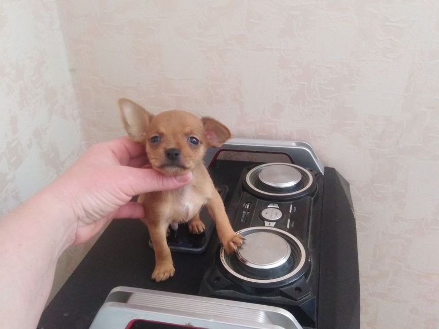 С Р О Ч Н О мини мальчик чихуахуа