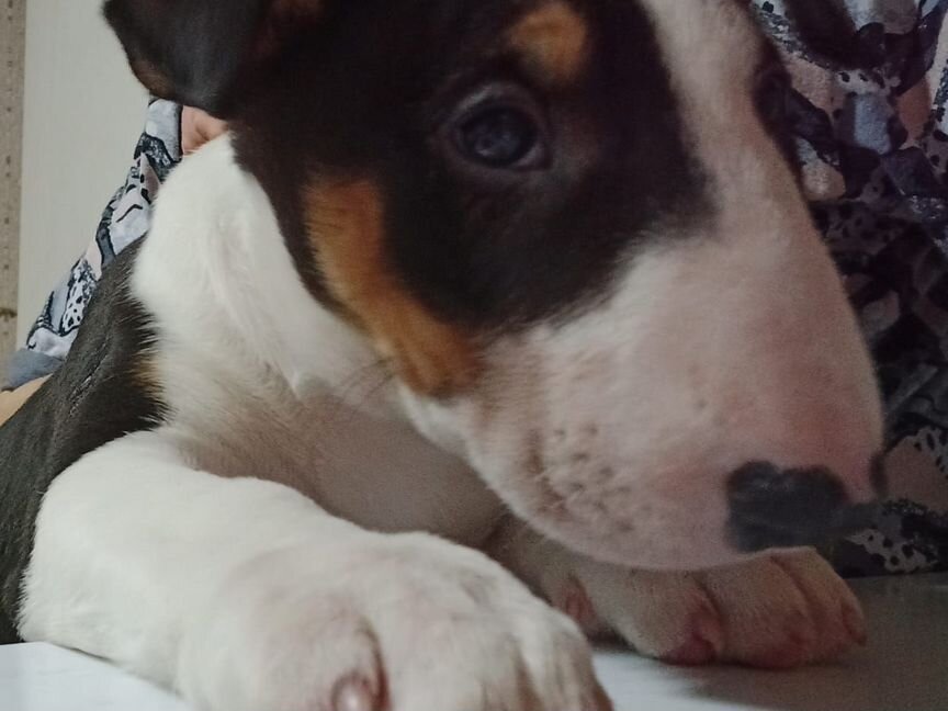 Щенки стандартного бультерьера