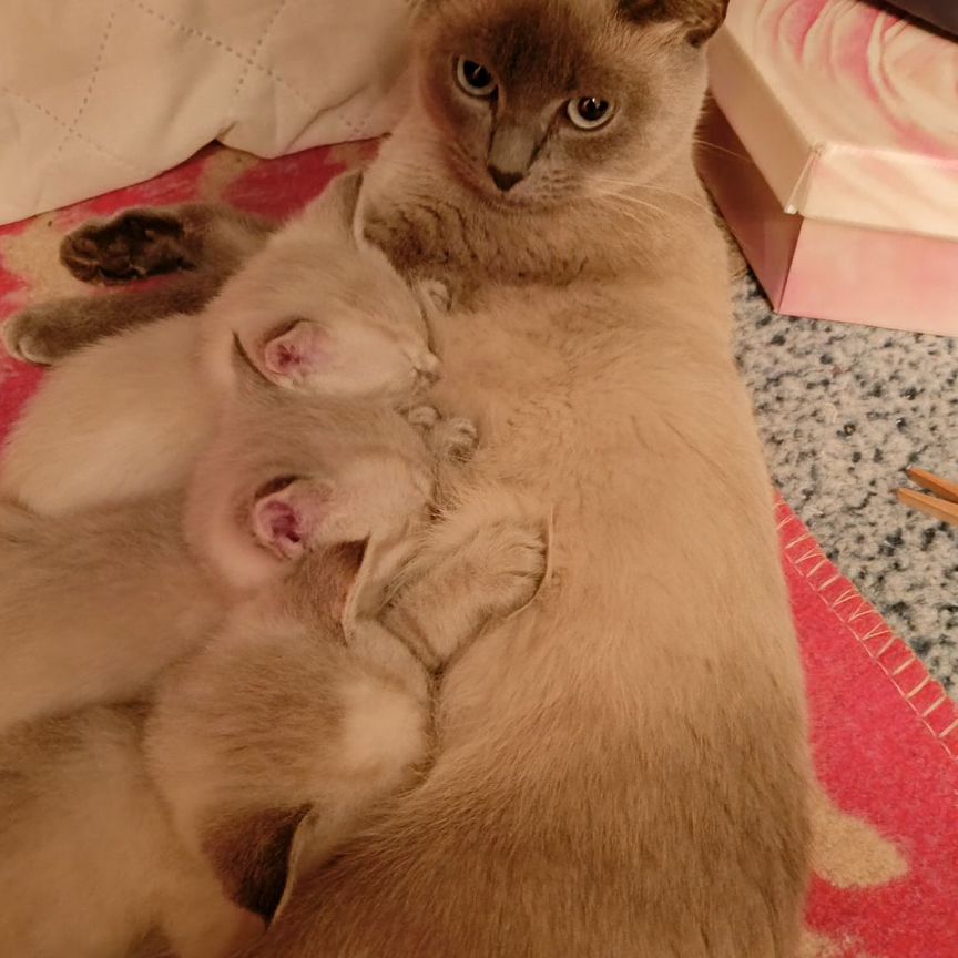 Сиамские котята