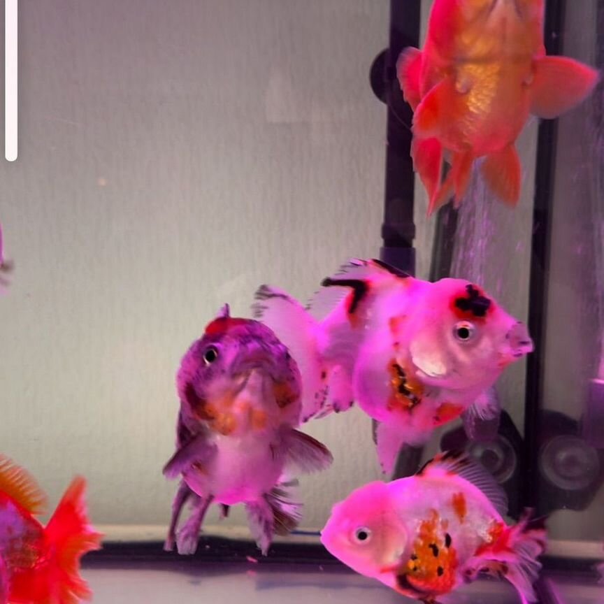 Золотая рыбка оранда