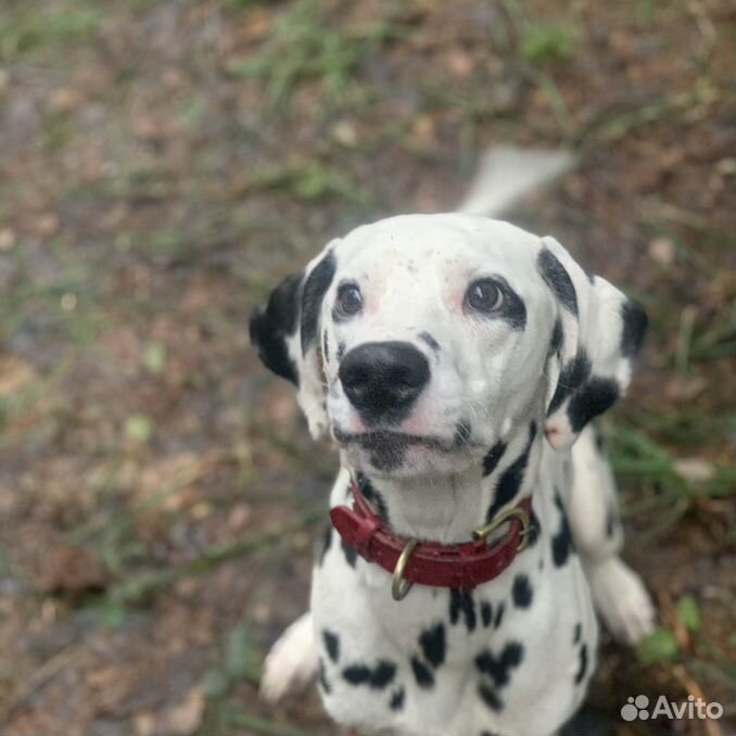 Далматин Хэппи