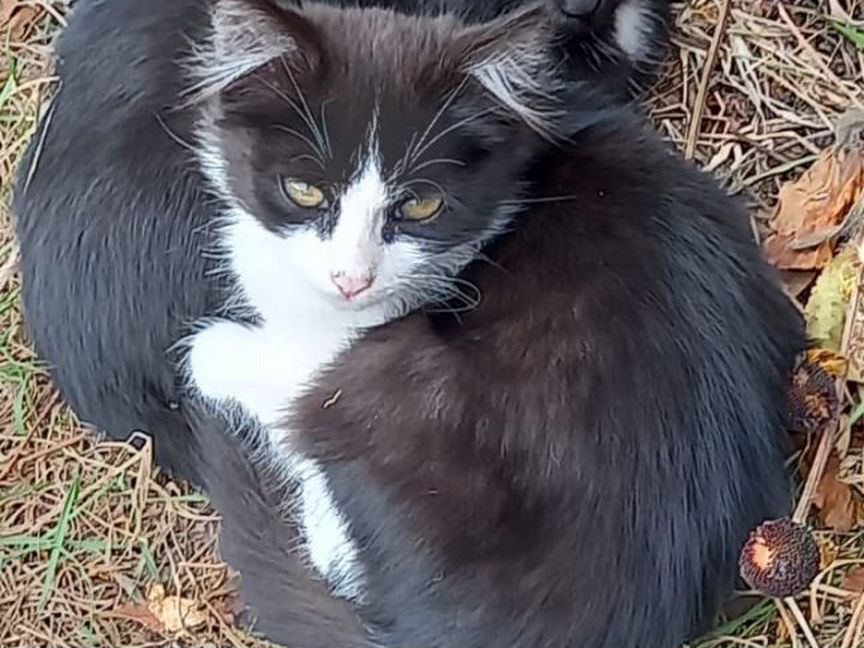 Котята в дар