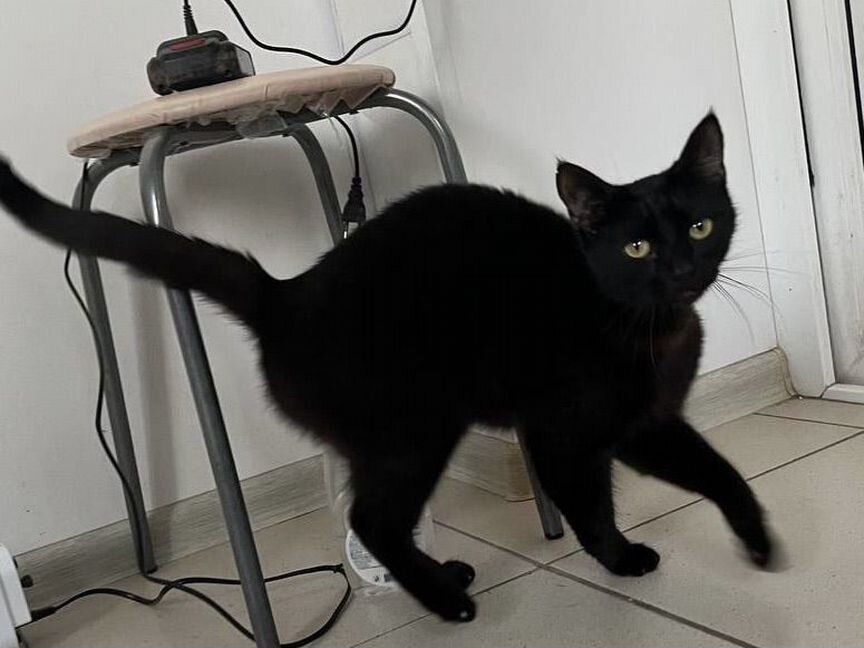 Котенок подросток девочка