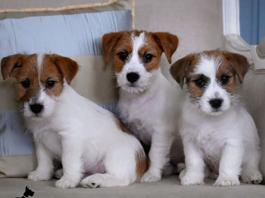 Джек Рассел терьер. Мальчики и девочка. Докум РКФ