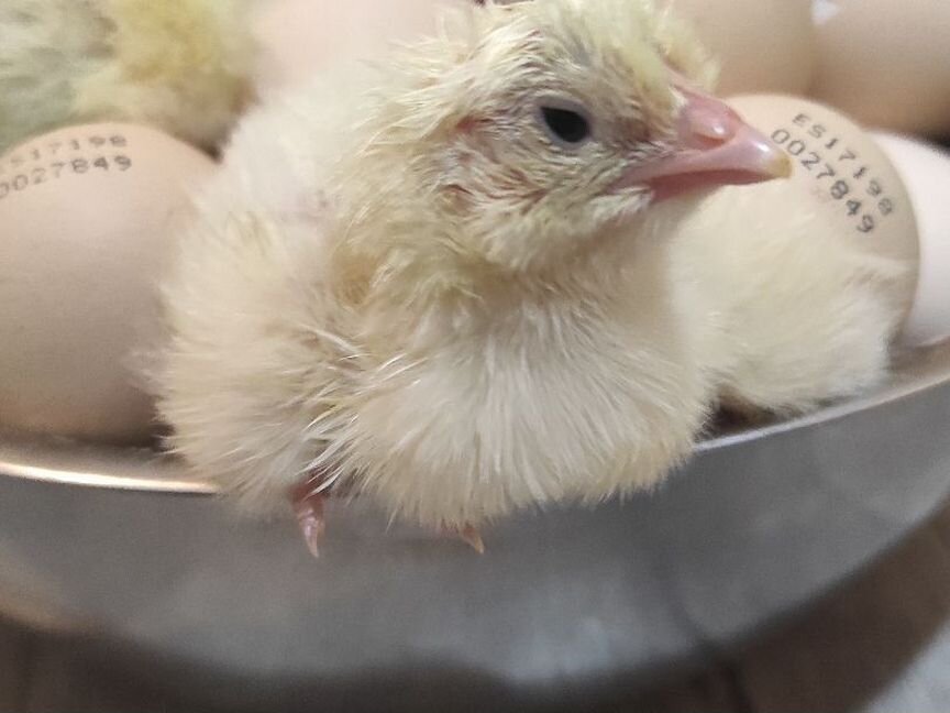 Цыплята бройлеры