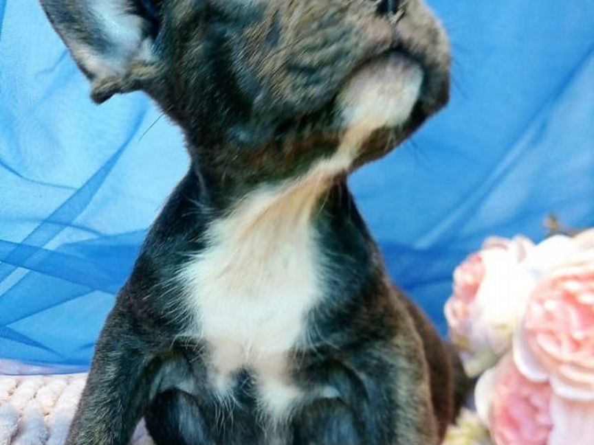 Голубо-тигровые девочки