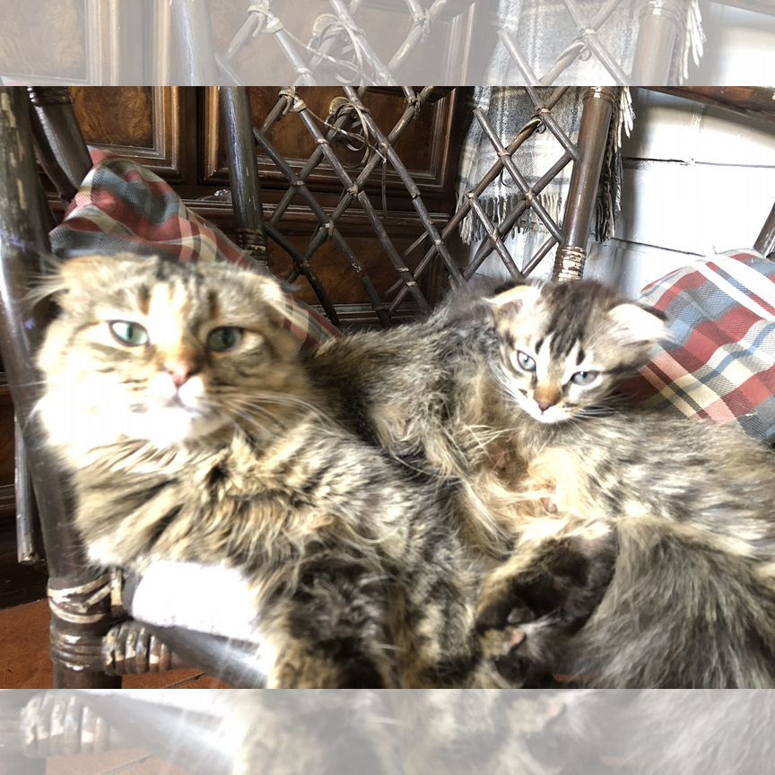 Кот