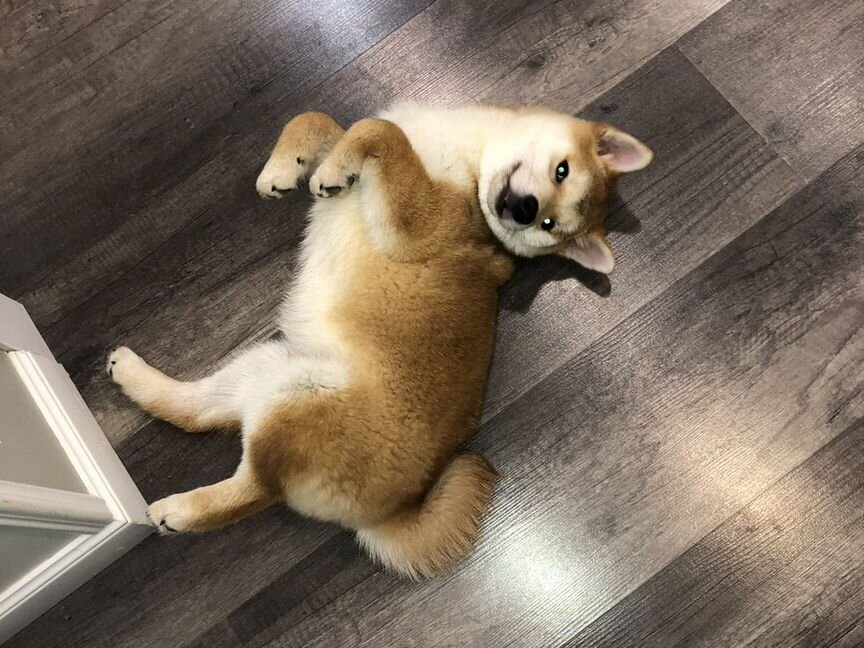 Сиба ину щенок с документами РКФ и прививками