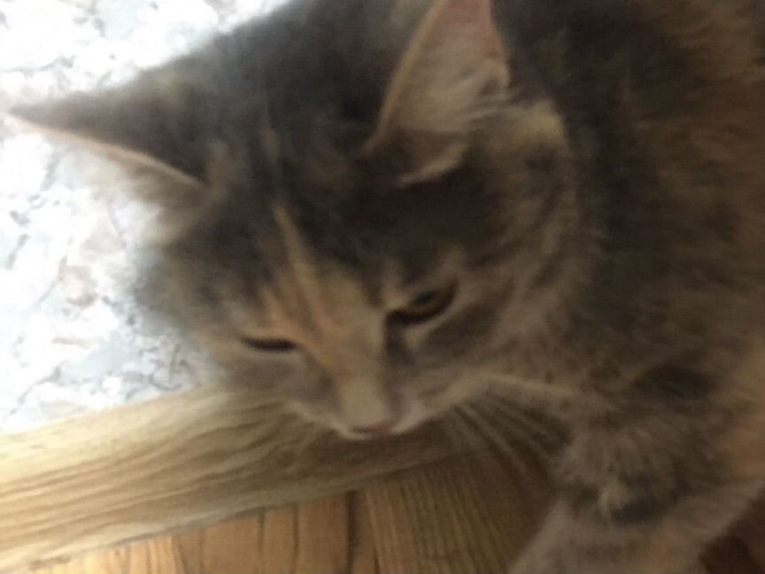 Кошка Плюшечка