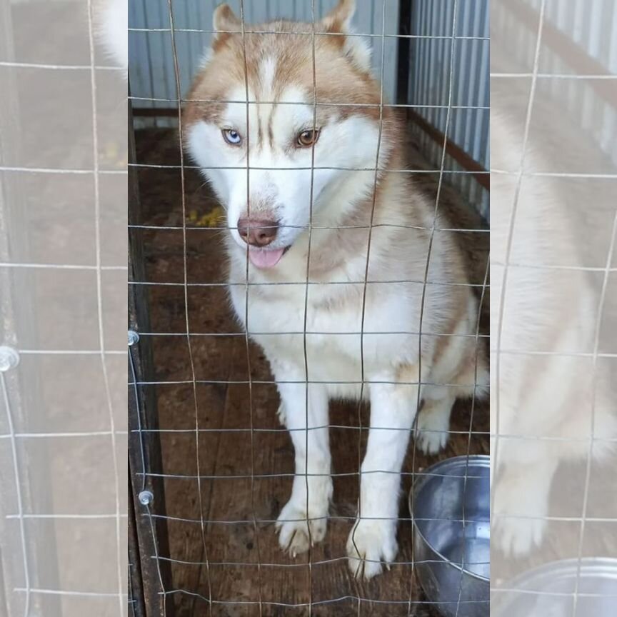 Сибирский хаски, взрослый пёс