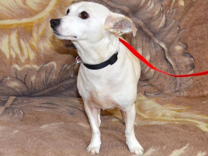 Снежка в поисках семьи